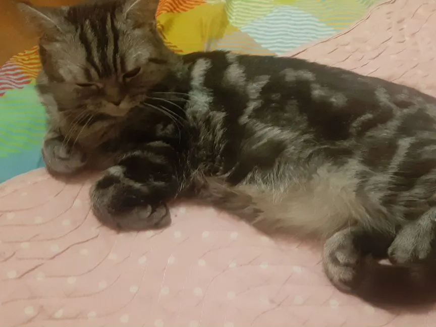 Шотландская кошка вязка