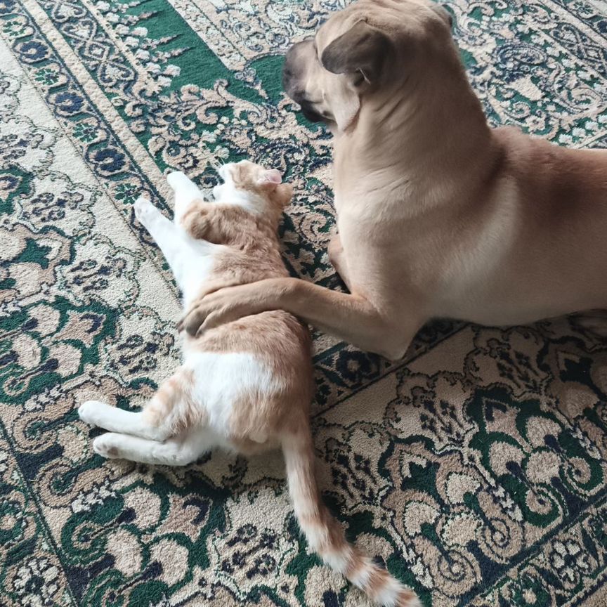 Котёнок в добрые руки