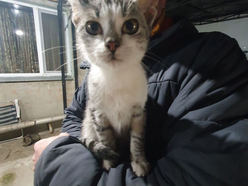Котенок в добрые руки