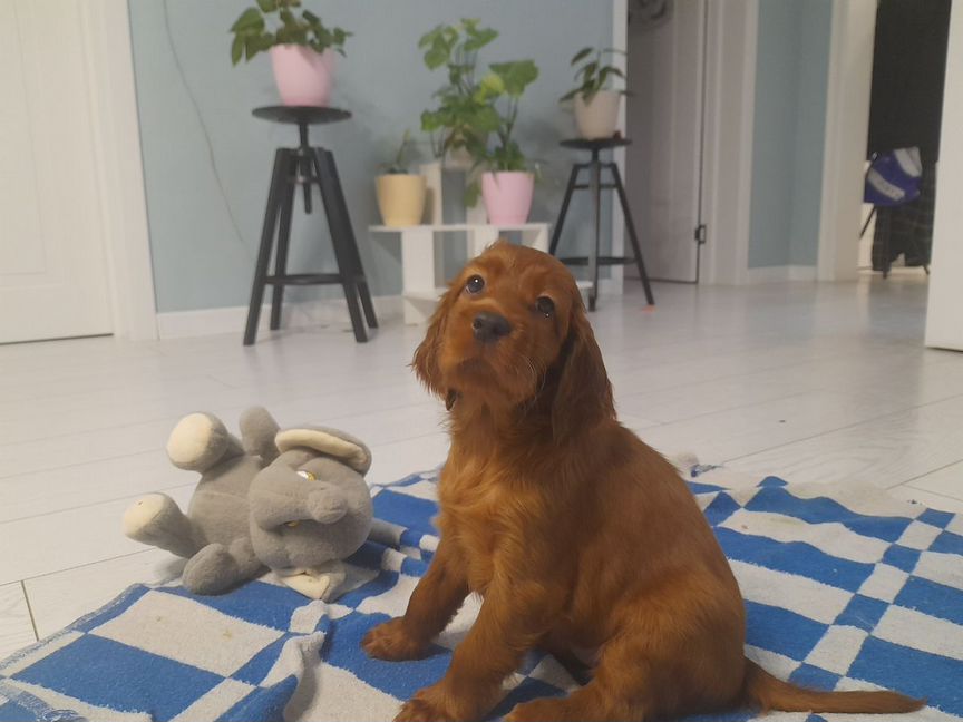 Щенки ирландский сеттер