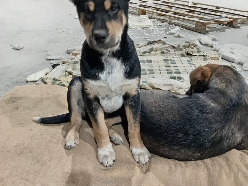 Два щенка и мама