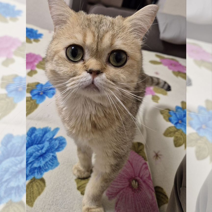 Шотландский прямоухий короткошёрстный кот, взрослый