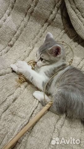 Кошка котенок домашняя