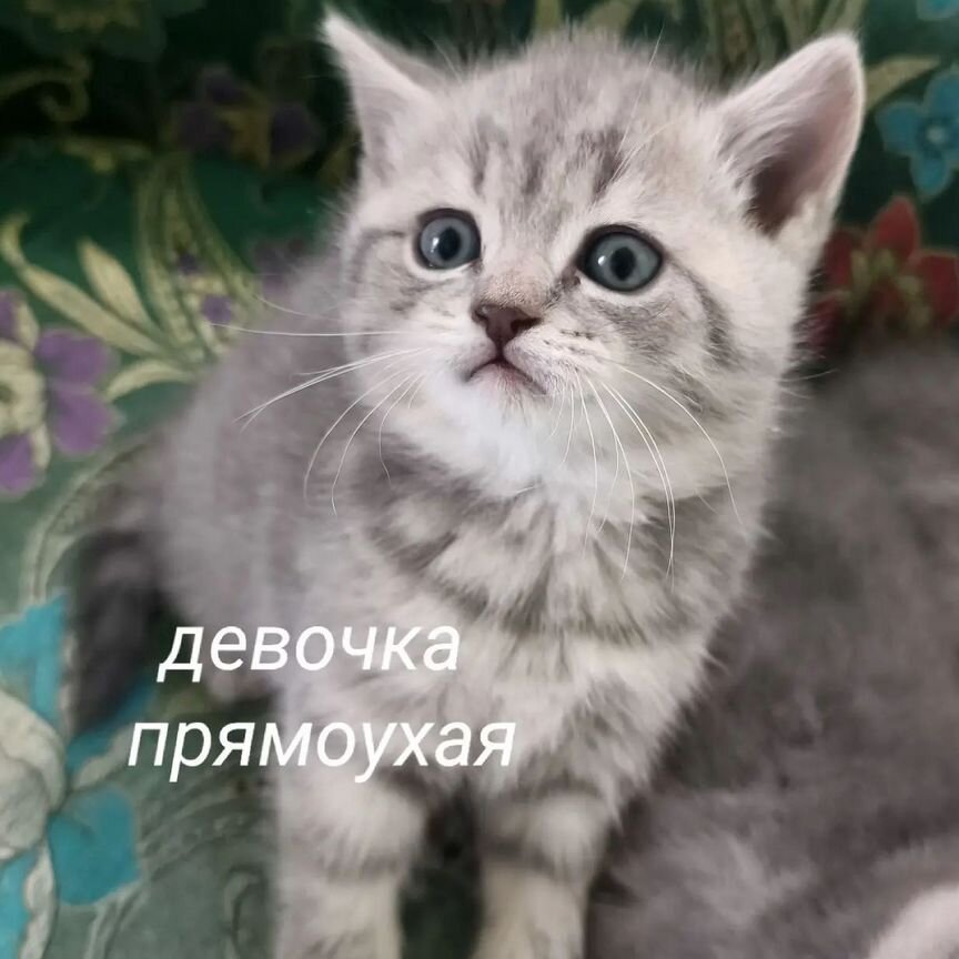 Шотландский вислоухий короткошёрстный котёнок