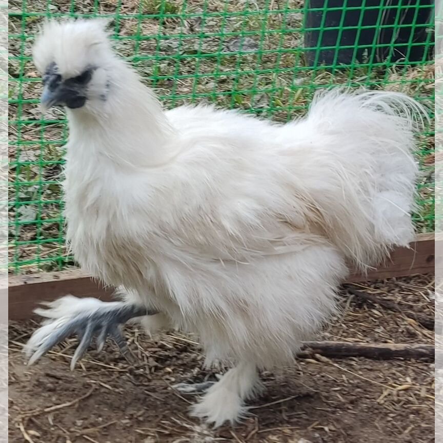 Китайская шёлковая птица