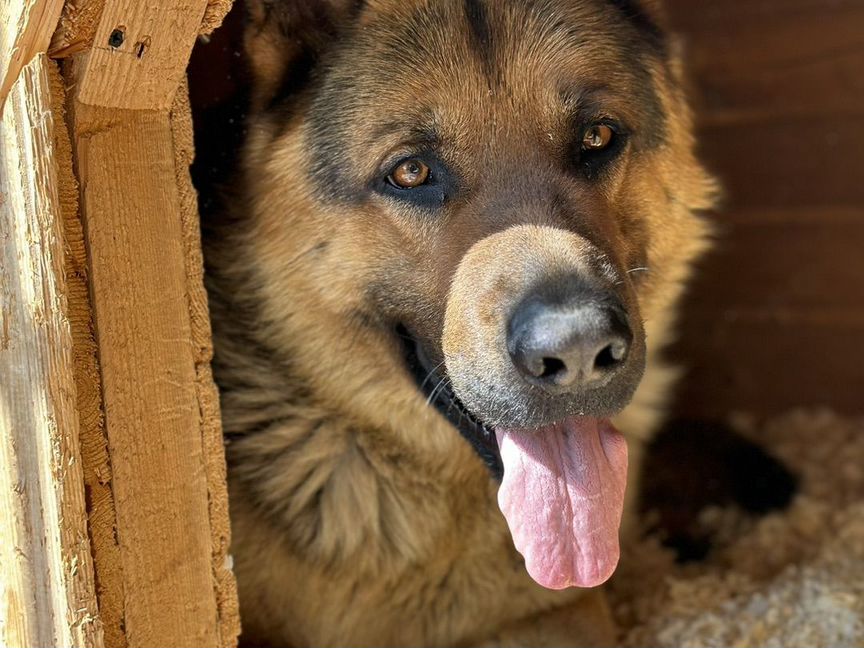 Немецкая овчарка вязка кабель