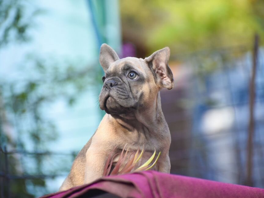 Палевоголубой малыш, лиловая программа от классных