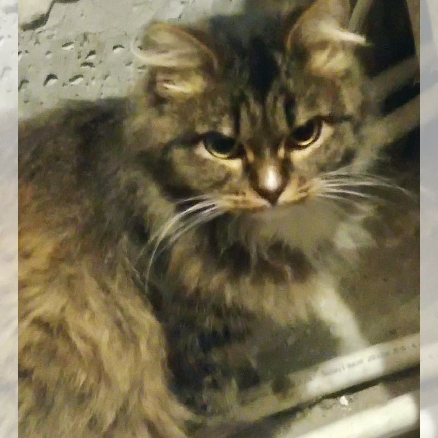 Молодая кошечка подросток в добрые руки