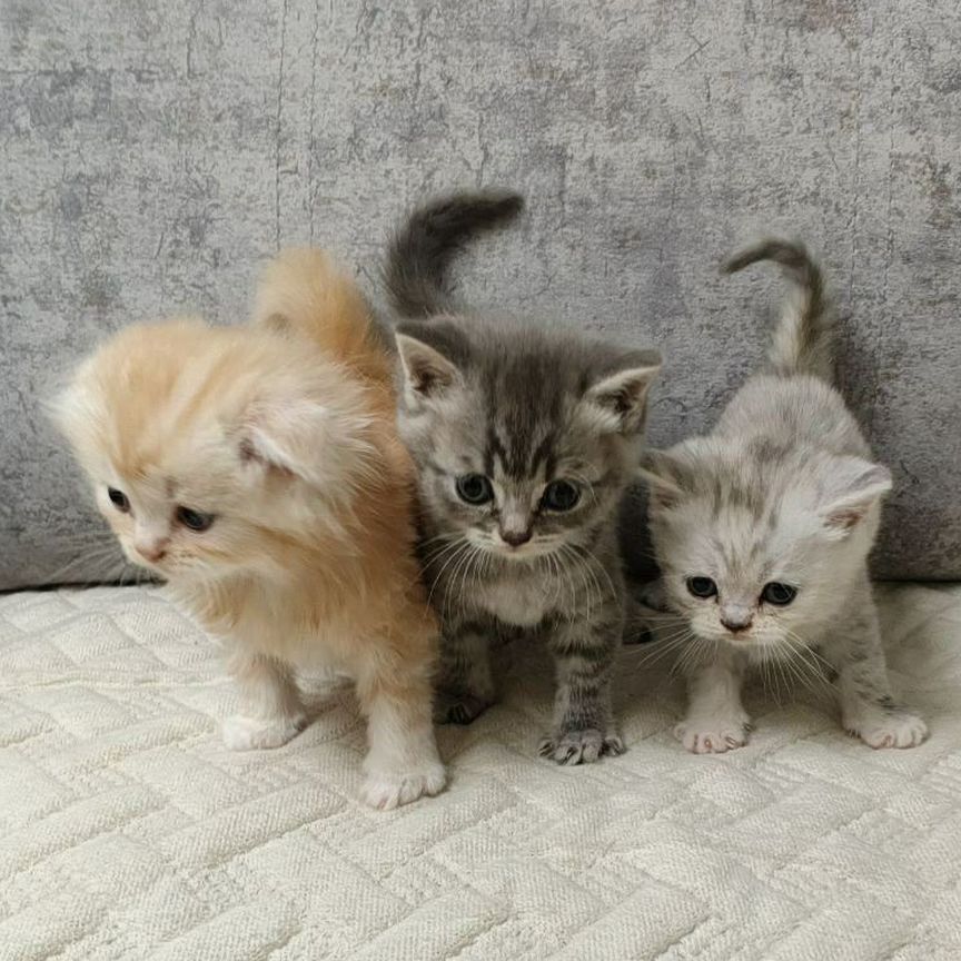 Шотландский вислоухий короткошёрстный котёнок