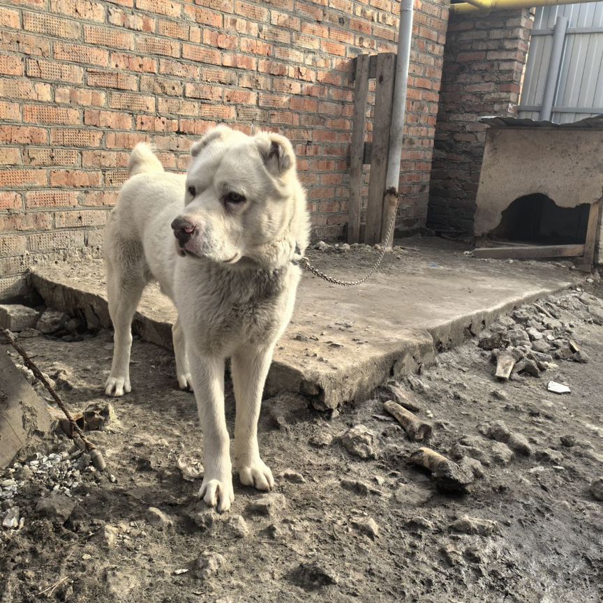 Отдам собаку для охраны