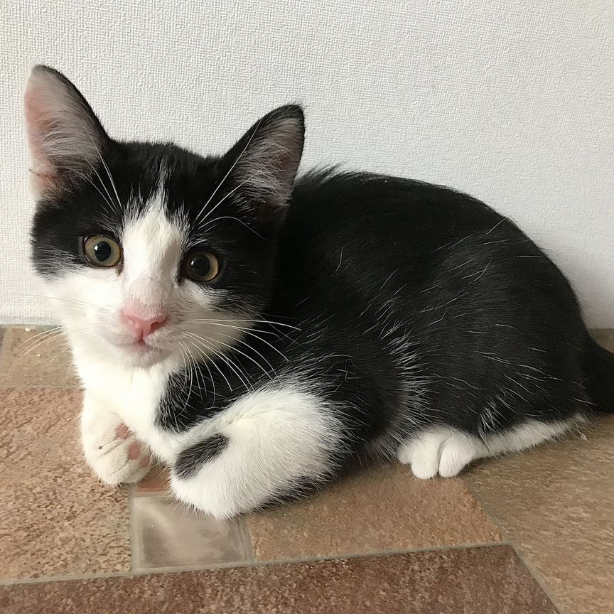 Котенок мальчик Дима 2,5 месяца
