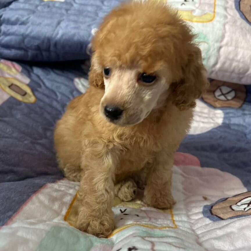 Пудель, щенок