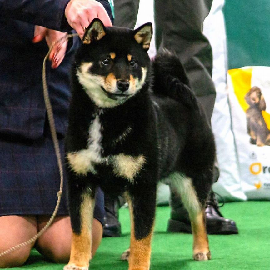 Кобель сиба