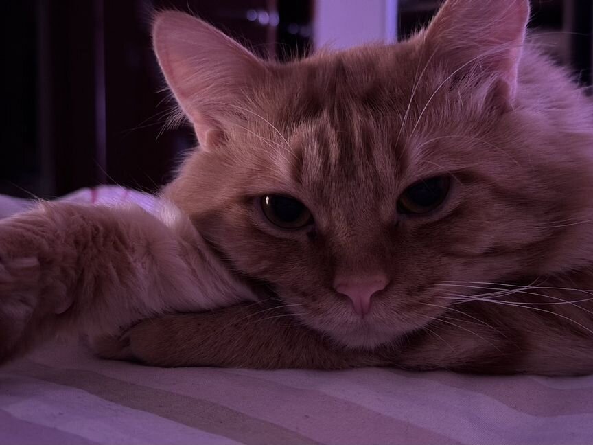 Кот