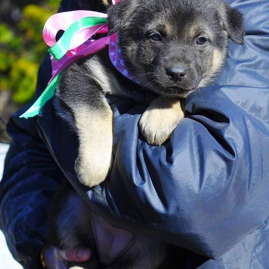 Щенок в добрые руки бесплатно