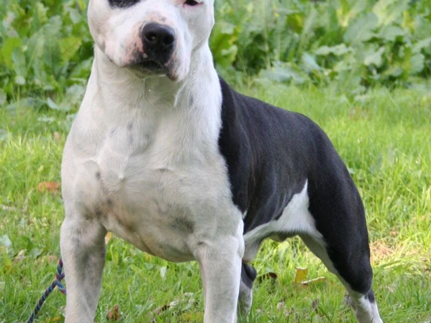 Продам шенка, Американский стаффордширскийтерьер