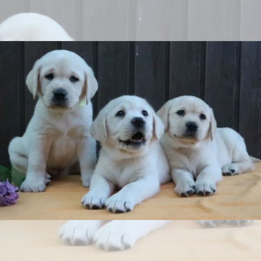 Лабрадор-ретривер, щенок