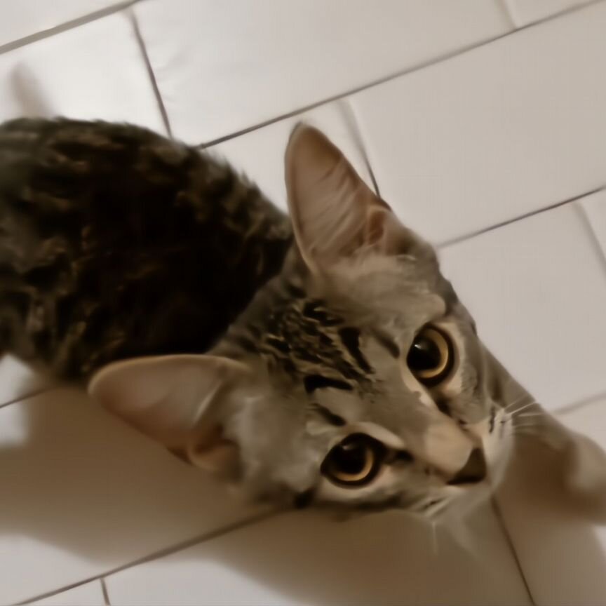 Котёнок в добрые руки