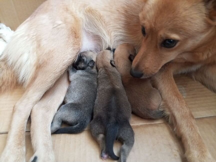 Щенки карело финской лайки