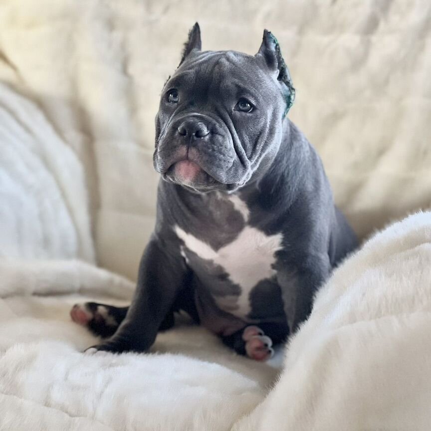 Американский булли- прекрасная девочка