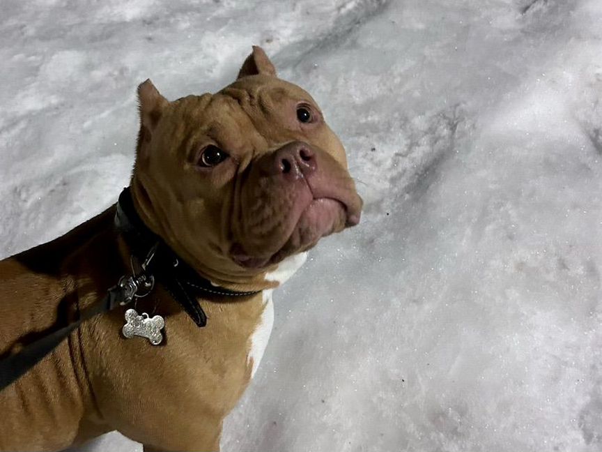 Американский булли покет