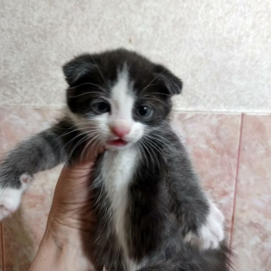 Котята.Вислоухие мальчики.Месяц 10 дней