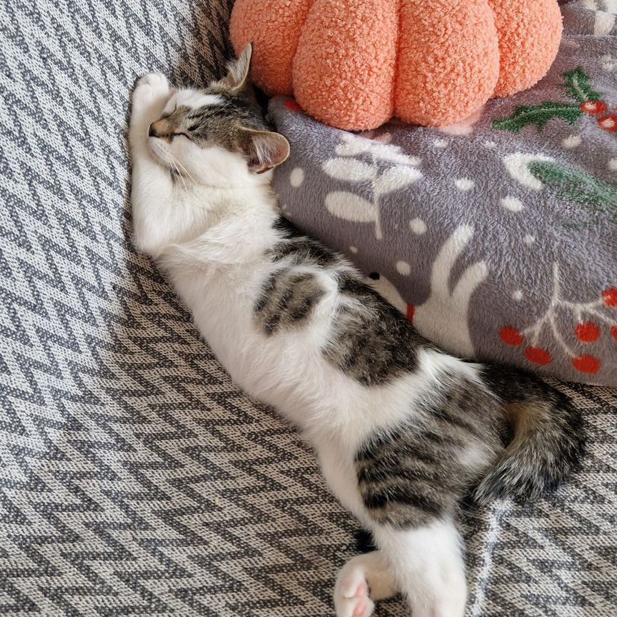 Идеальный котенок в добрые руки
