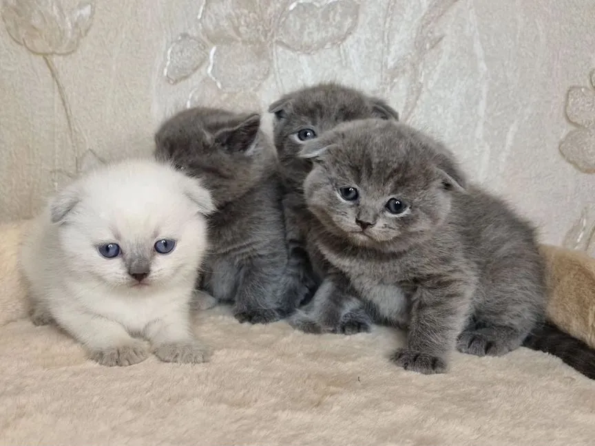 Шотландские котята