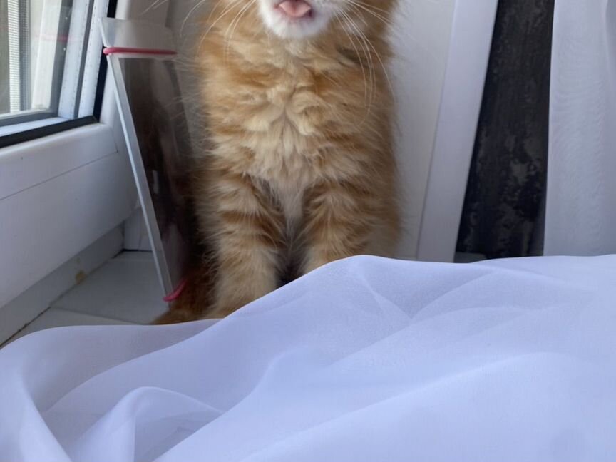 Котята мейн-кун девочки