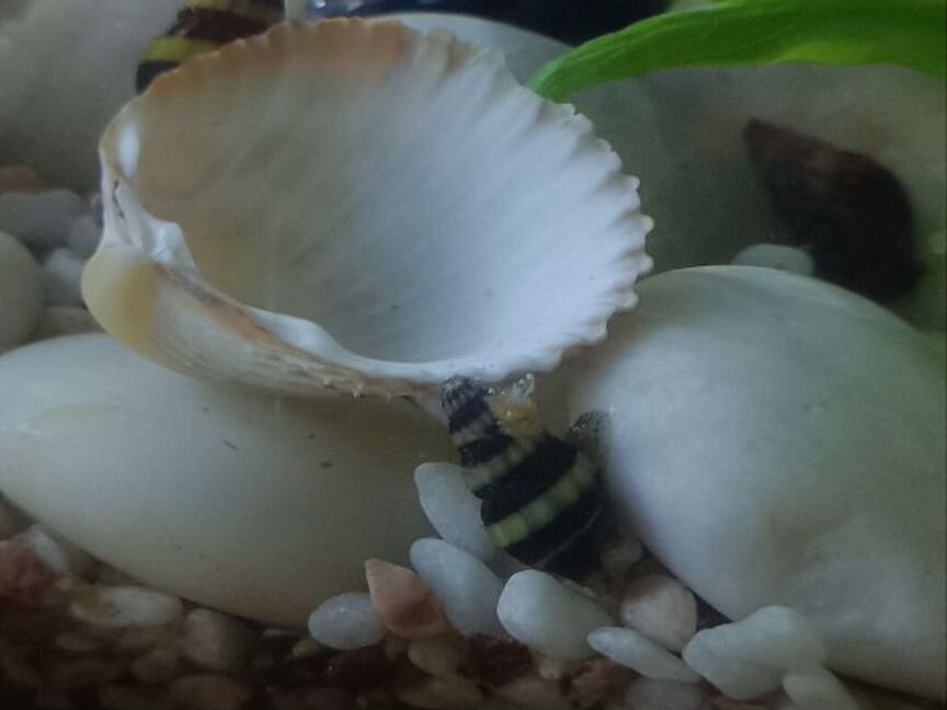 Улитка хелена