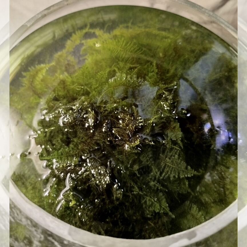 Мох для аквариума