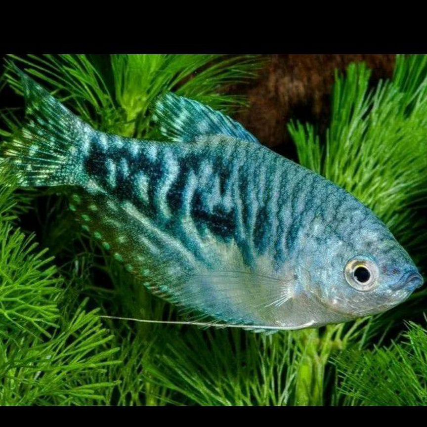 Гурами мраморный