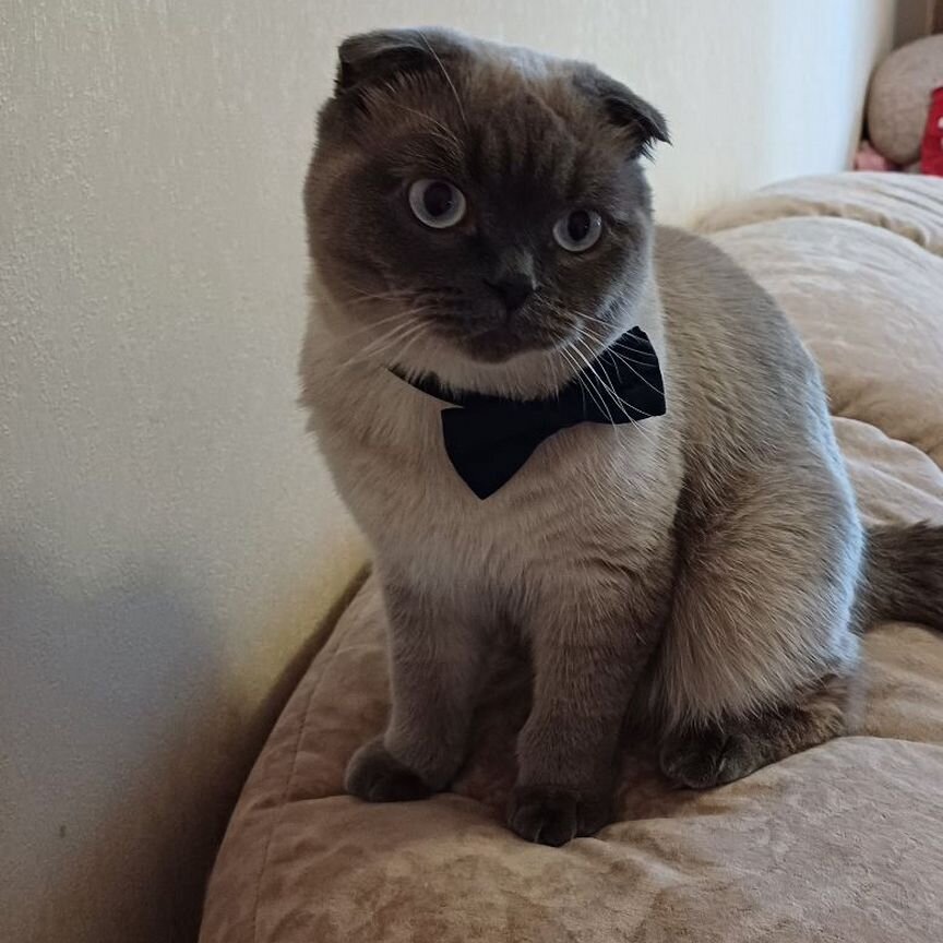 Вязка.Британский вислоухий кот
