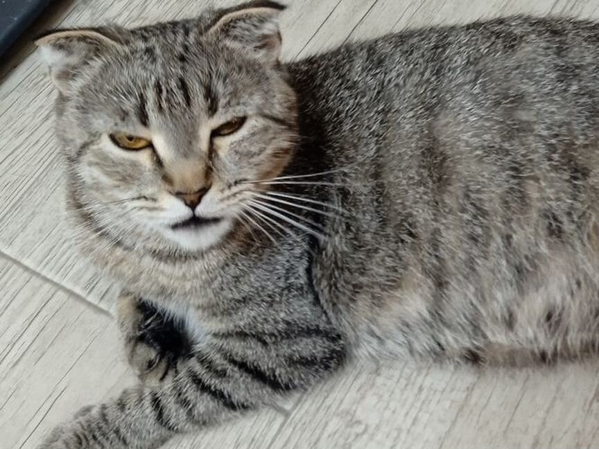 Кошки