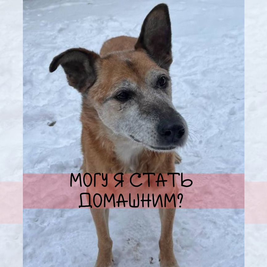 Взрослый пёс в добрые руки