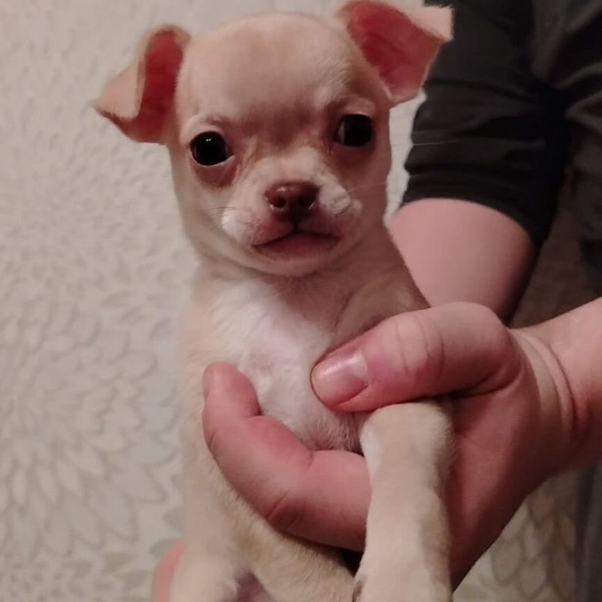 Чихуахуа, щенок