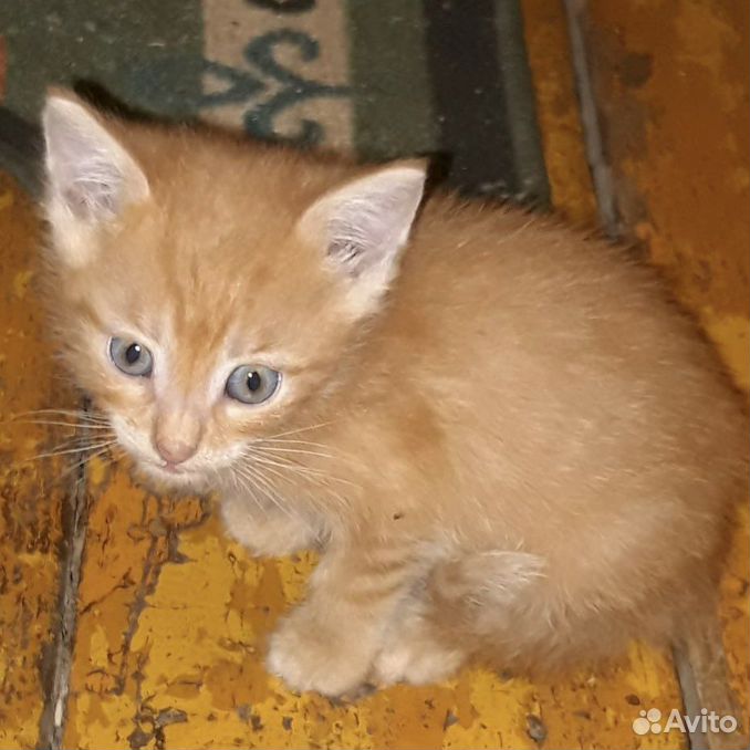 Котенок Рыжий Апельсин ищет дом
