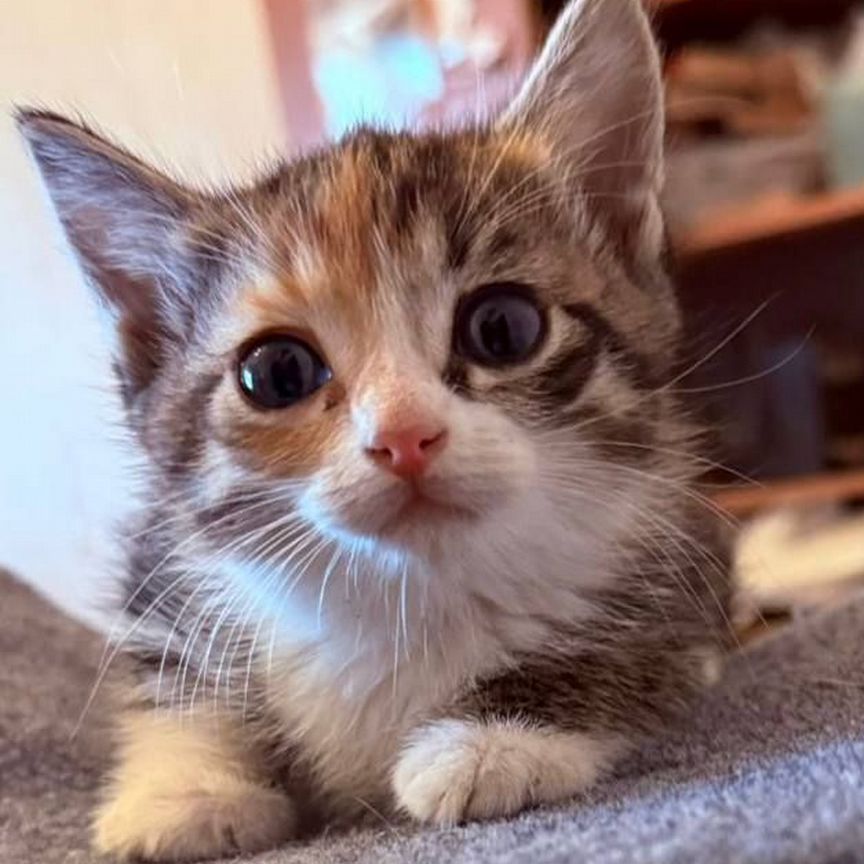 Котенок в добрые руки
