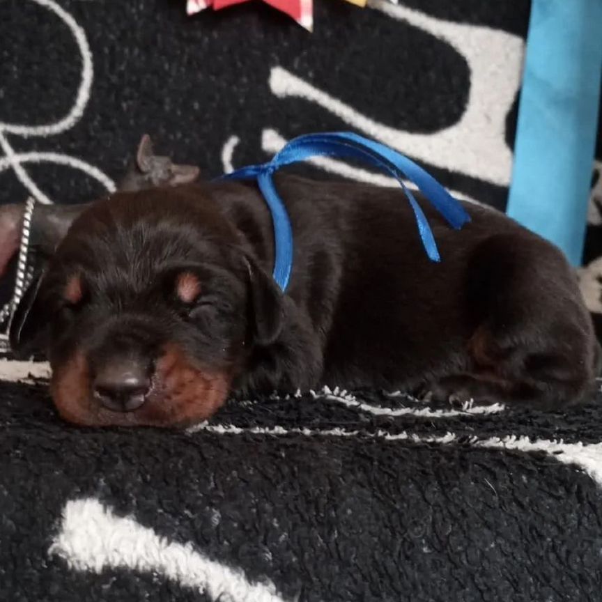 Доберман, щенок