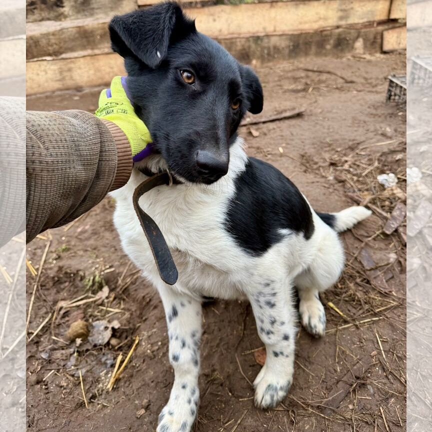 Щенок в добрые руки