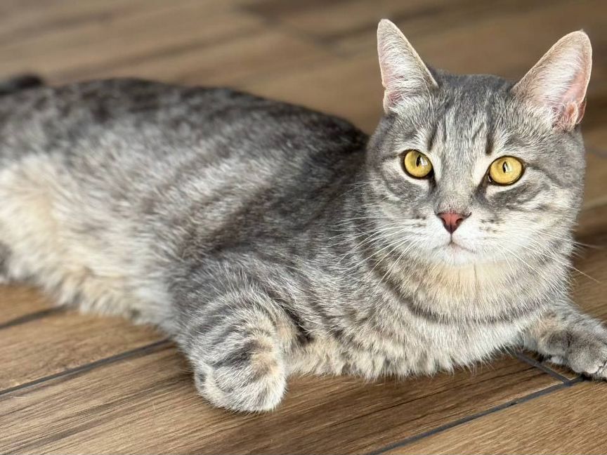 Отдам бесплатно кота