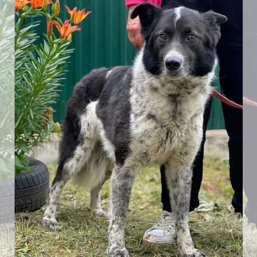 Взрослая собака в добрые руки