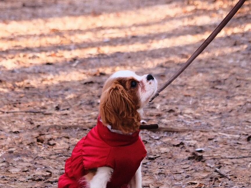 Куртка на маленькую собаку