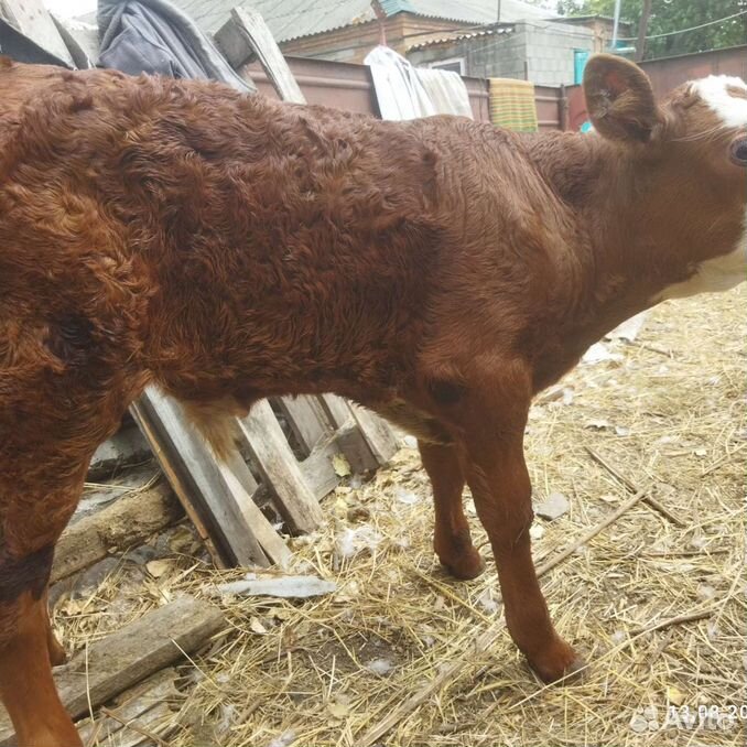 Бычек и Корова