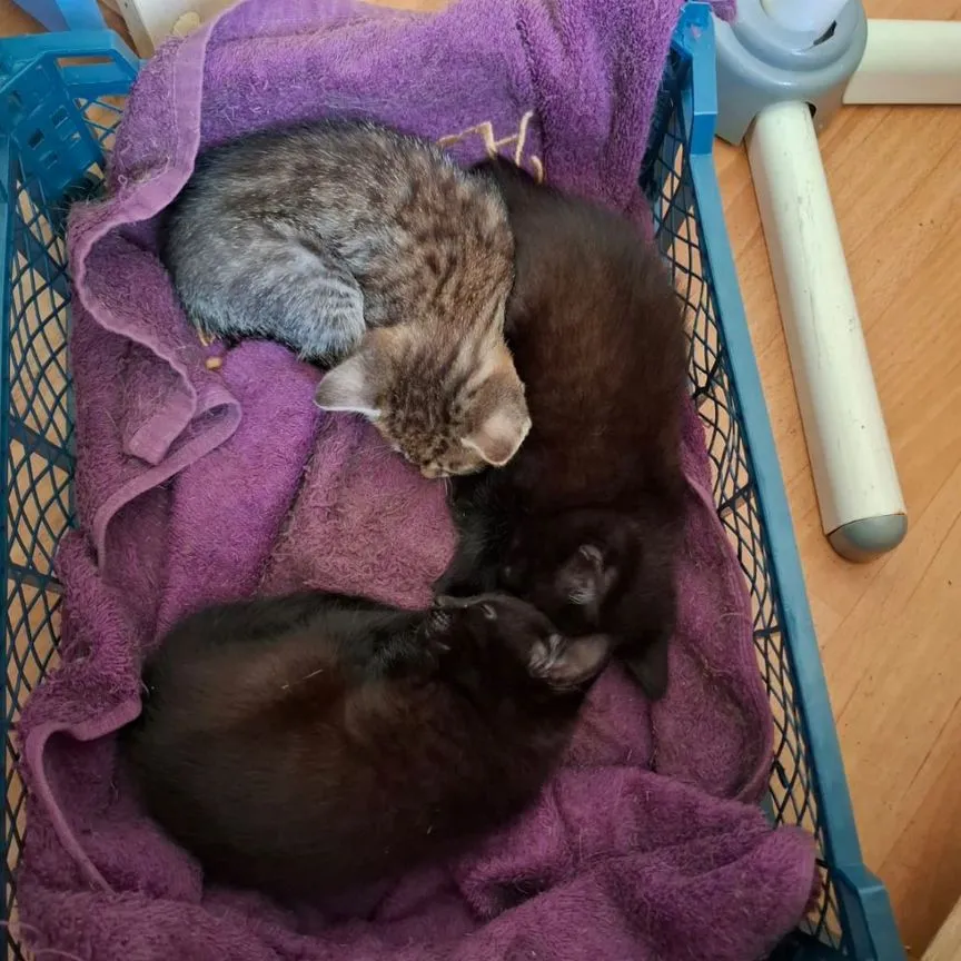 Котята в добрые руки бесплатно
