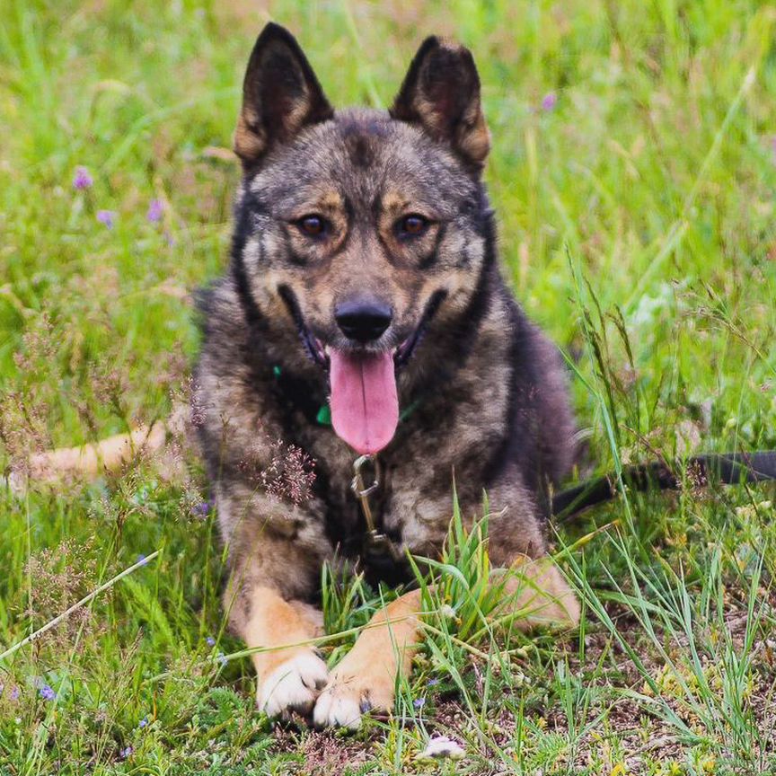 Карен ищет дом