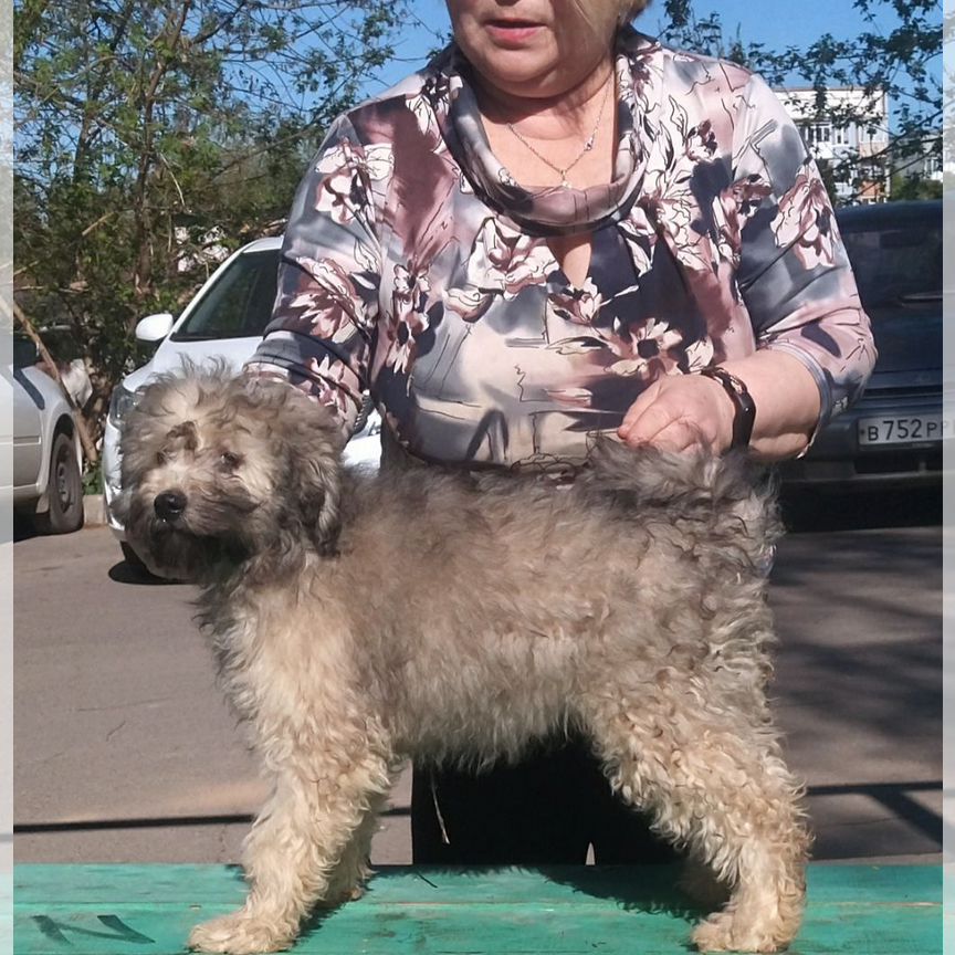 Венгерские овчарки Пули