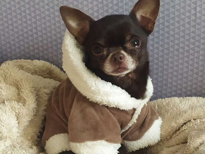 Чихуахуа вязка