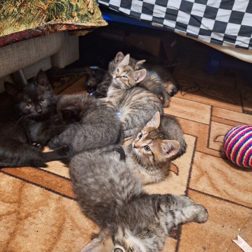 Котята в добрые руки