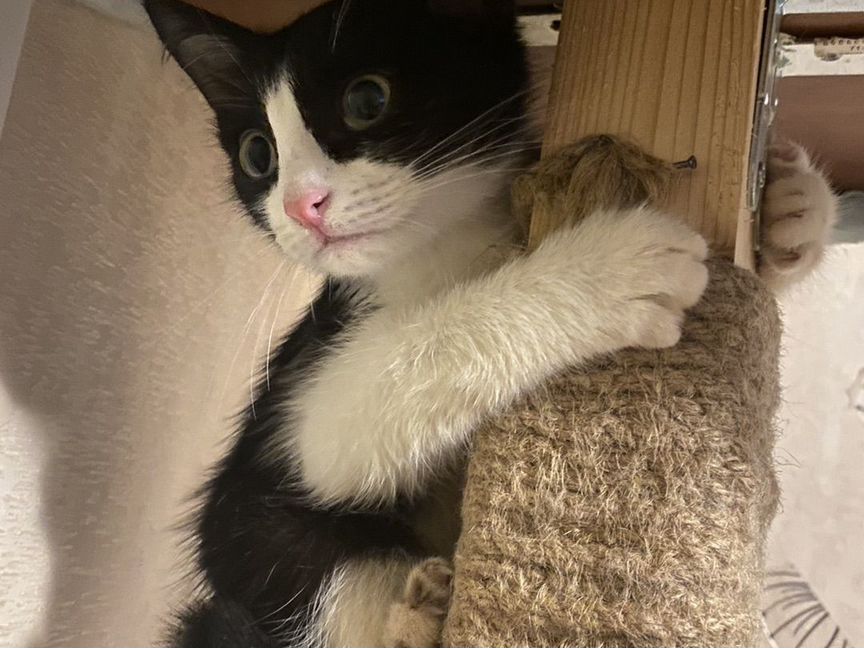 Котенок мальчик